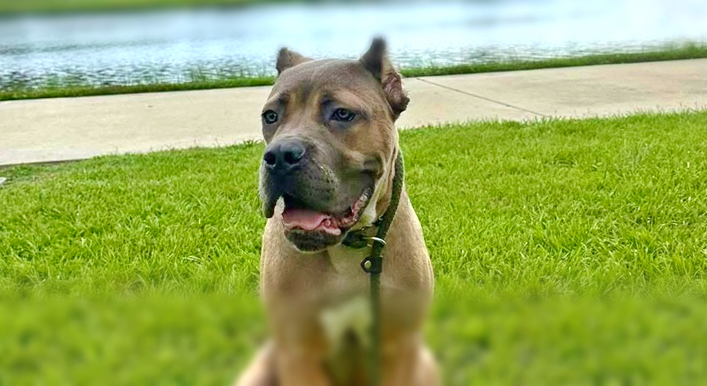 GARMR K9 Training LLC - Professional Dog Training Services