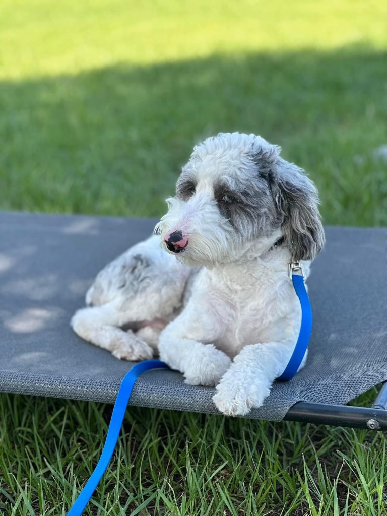 GARMR K9 Training LLC - Professional Dog Training Services