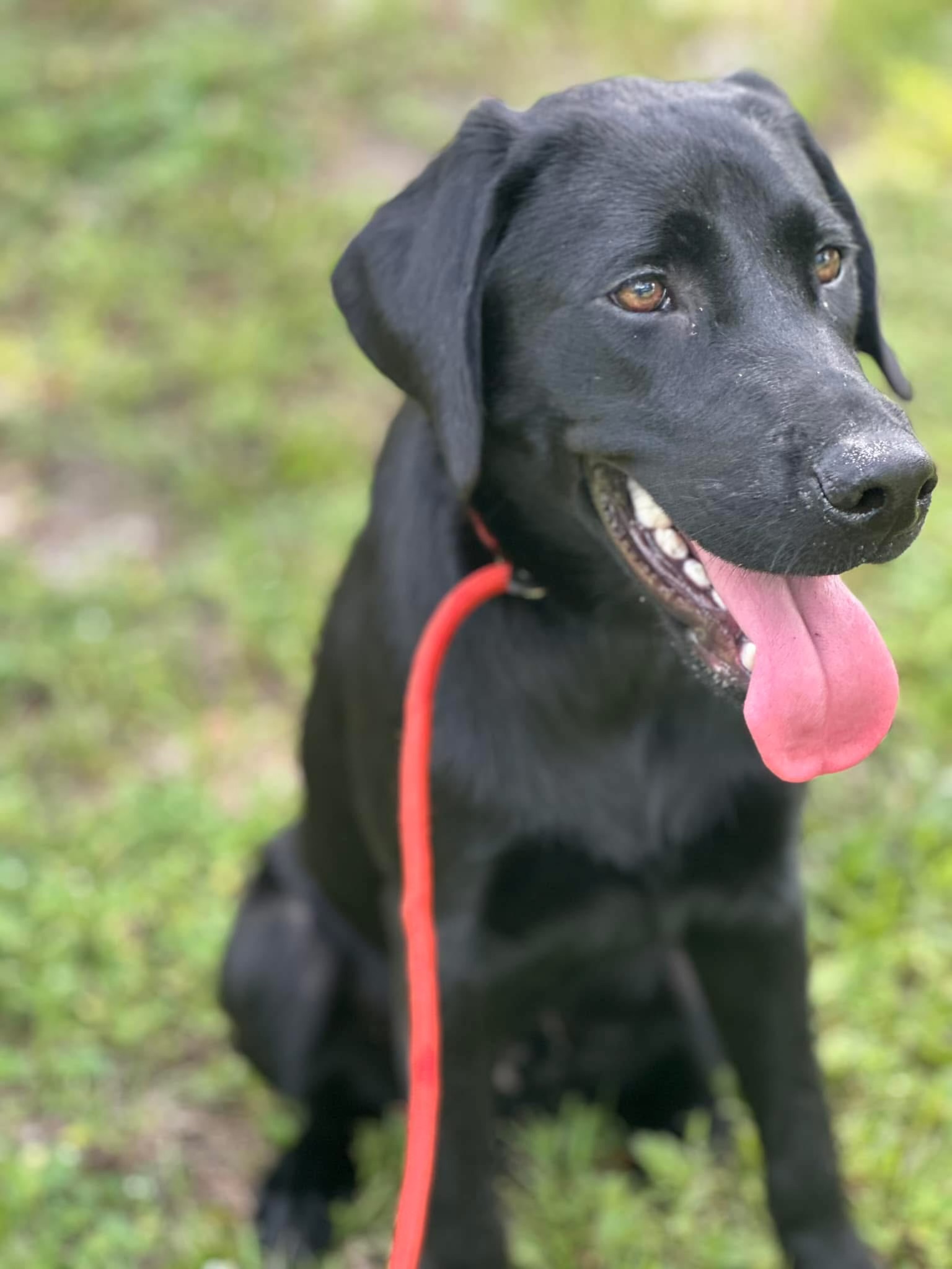 GARMR K9 Training LLC - Professional Dog Training Services